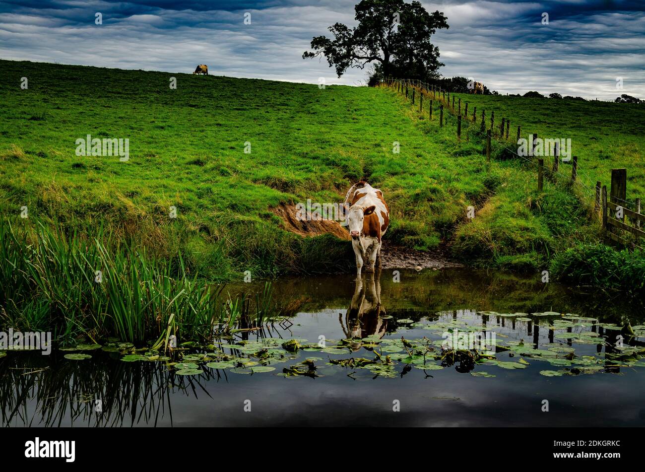Farmers field with old fence hi-res stock photography and images - Alamy