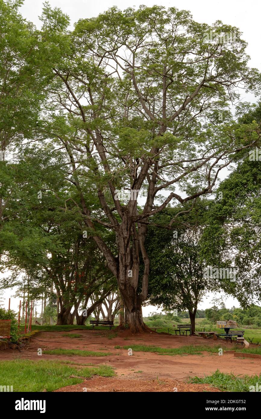 Big fig tree of the genus ficus in the apore river jump Stock Photo - Alamy