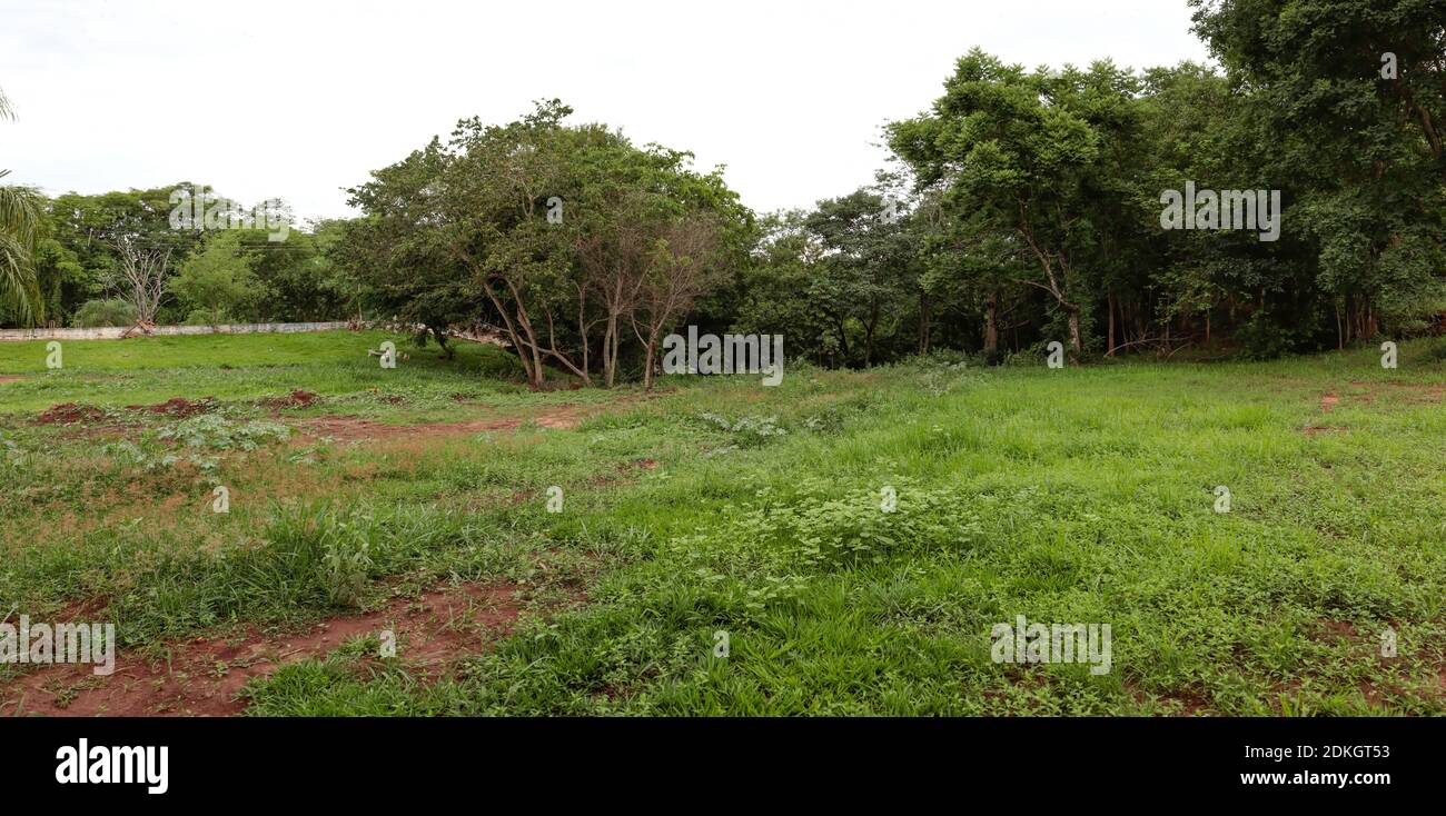 vegetation in the Aporé River Permanent Protection Area Stock Photo - Alamy