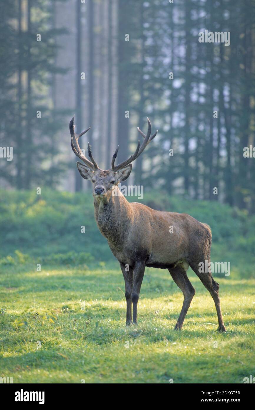 Clearing in a spruce forest hi-res stock photography and images - Alamy