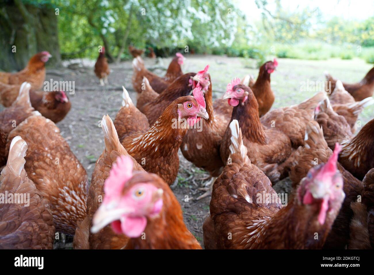Free range poultry chicken farm - free range hen farm Stock Photo - Alamy