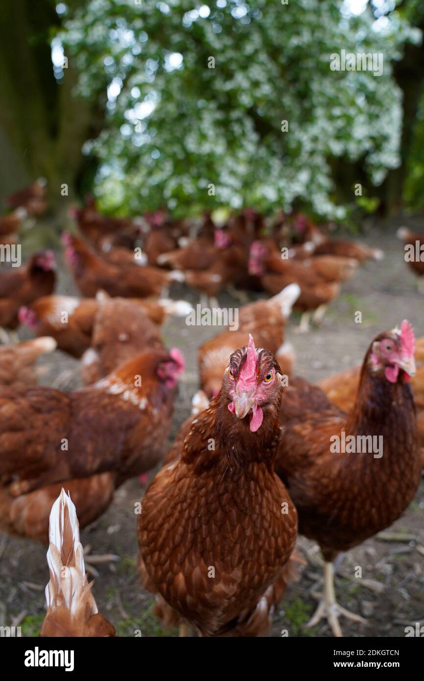 Free range poultry chicken farm - free range hen farm Stock Photo - Alamy
