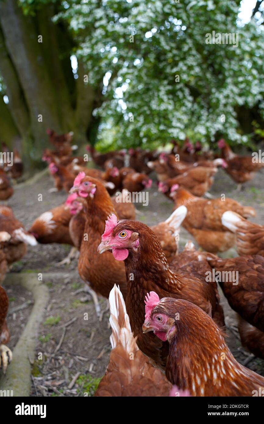 Free range poultry chicken farm - free range hen farm Stock Photo - Alamy