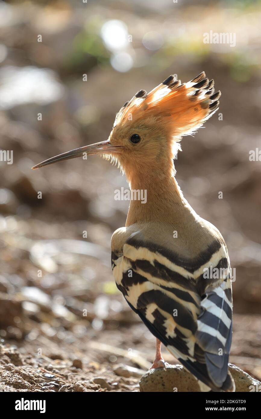 Upapa hi-res stock photography and images - Alamy