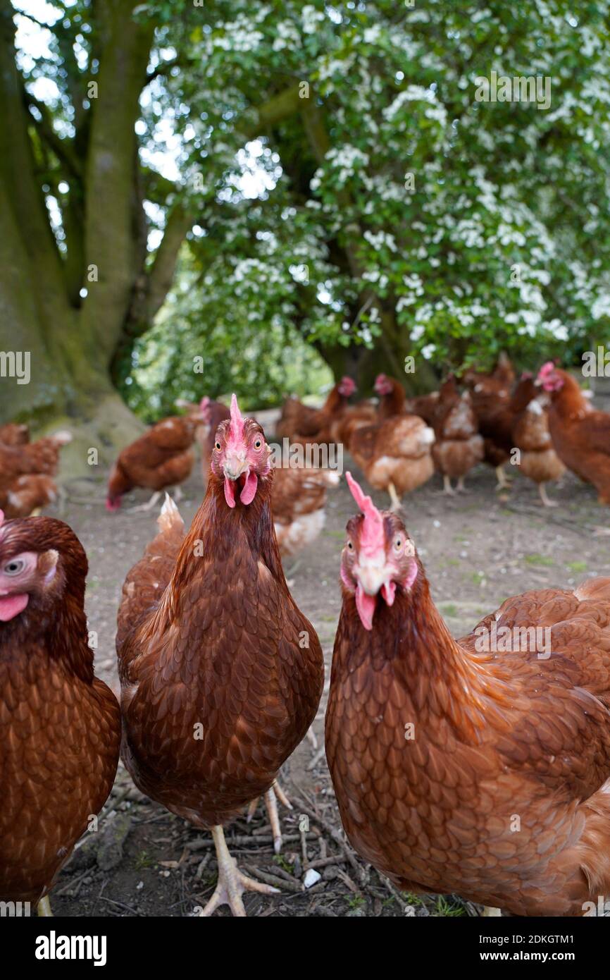 Free range poultry chicken farm - free range hen farm Stock Photo - Alamy