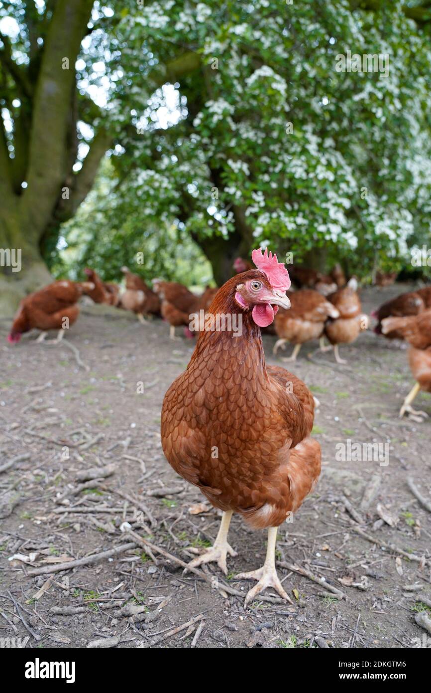 Free range poultry chicken farm - free range hen farm Stock Photo - Alamy