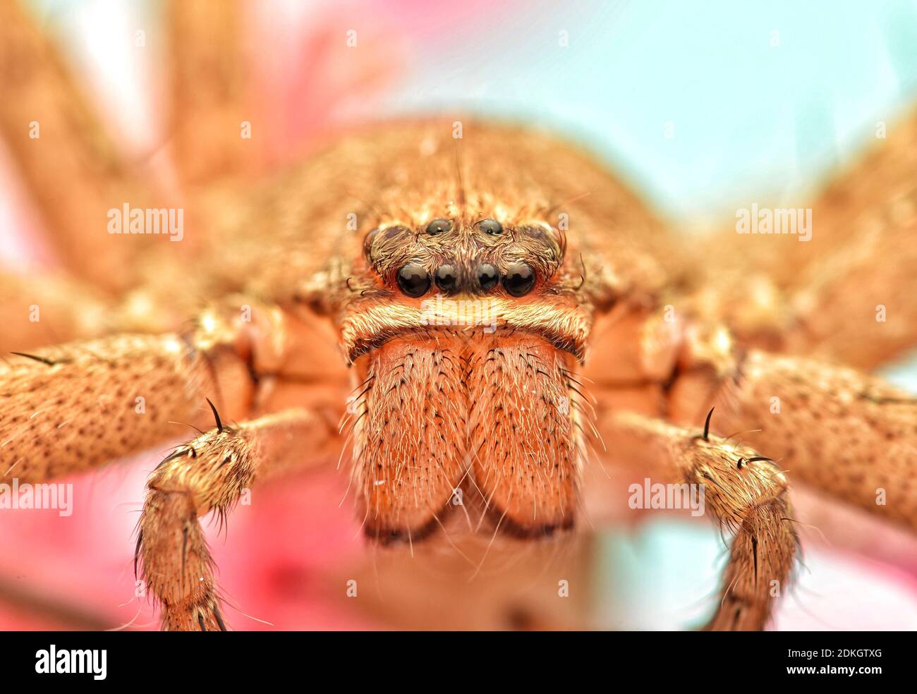 Portrait Of Heteropoda Venatoria Huntsman Spider Stock Photo - Alamy