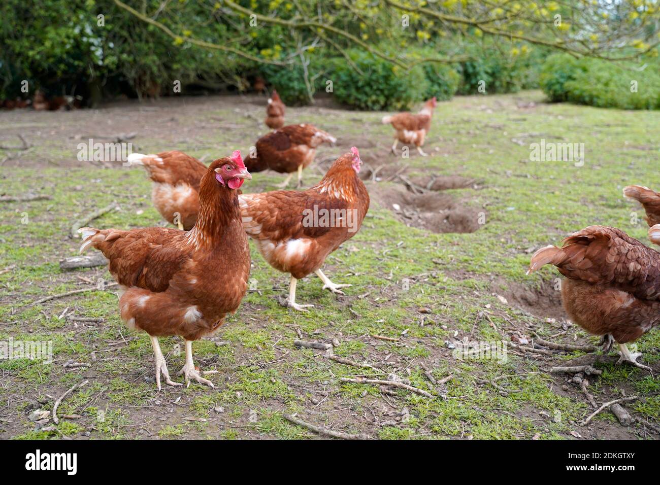 Free range poultry chicken farm - free range hen farm Stock Photo - Alamy
