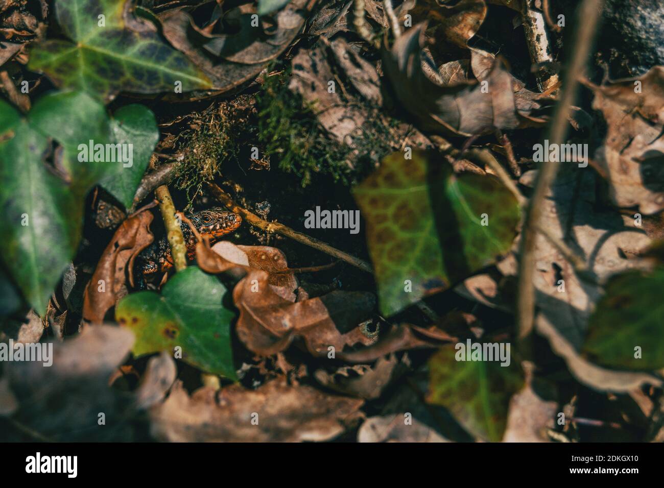 Dead Newt High Resolution Stock Photography and Images - Alamy