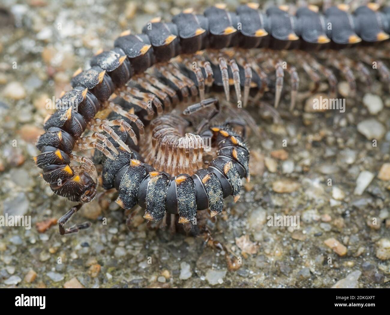 Millipede group hi-res stock photography and images - Alamy