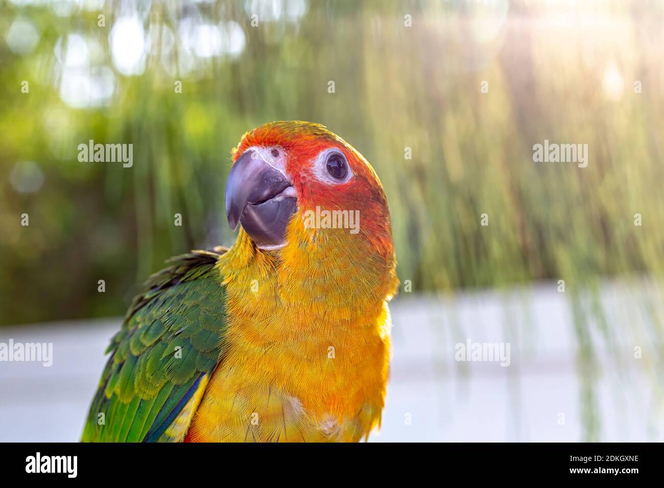 Finger Feathers High Resolution Stock Photography and Images - Alamy