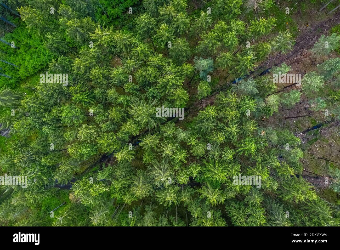 Birds eye view from the drone to a empty road through the forest with ...