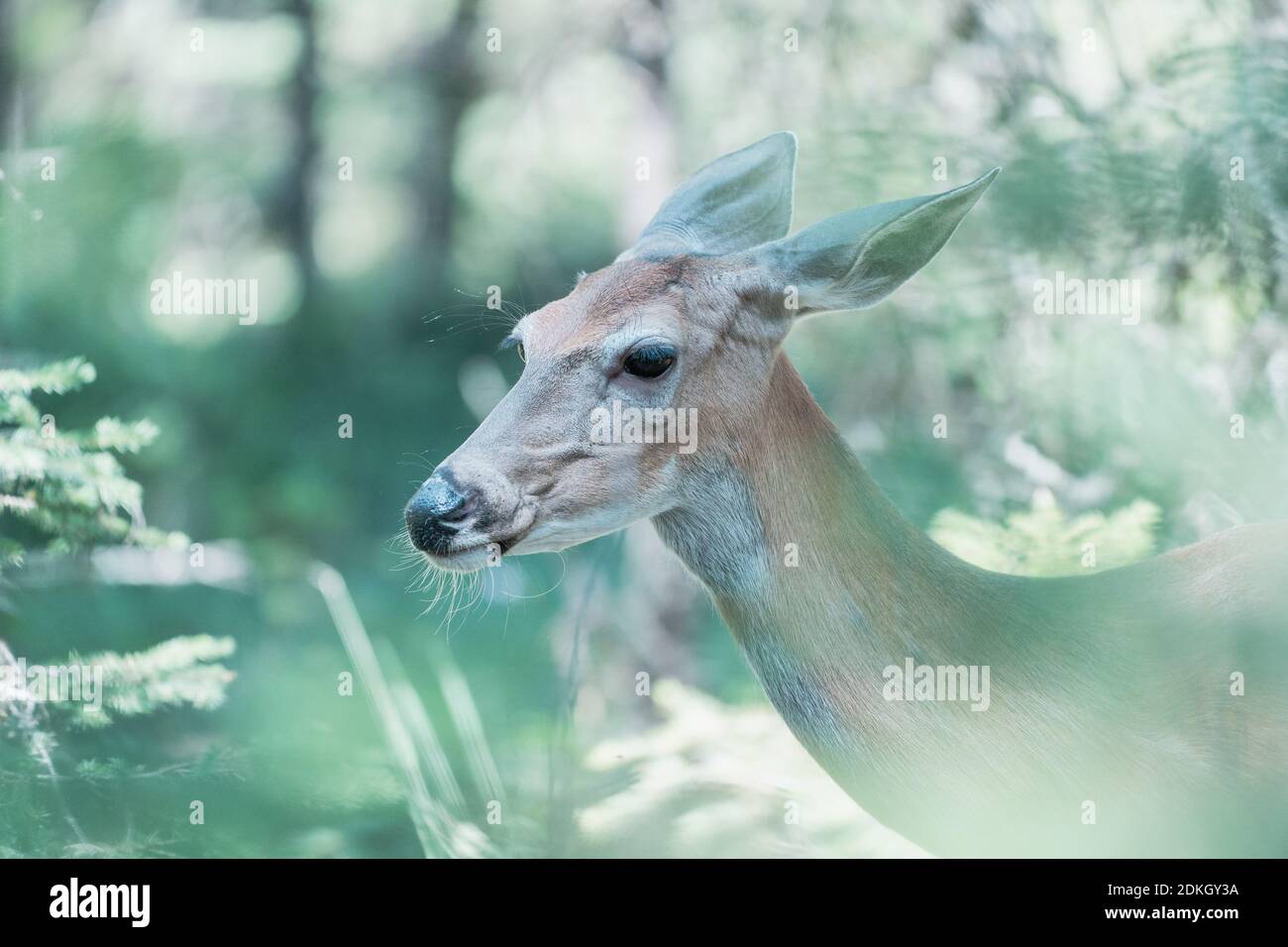 Deer, side portrait, while emerging out of a forest in Glacier National ...