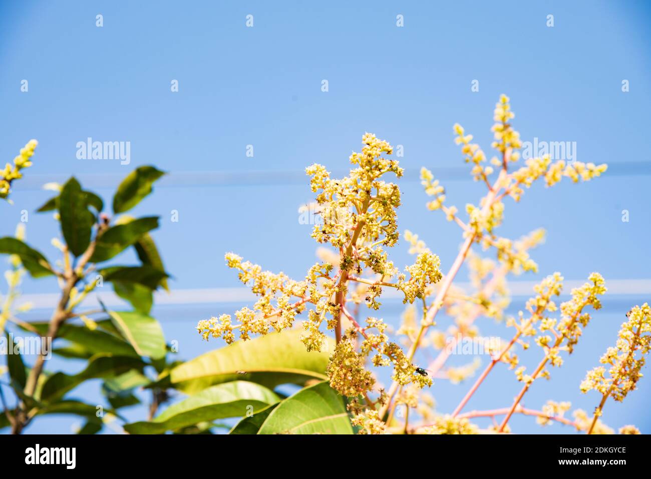 Mango tree in bloom mango hi-res stock photography and images - Alamy
