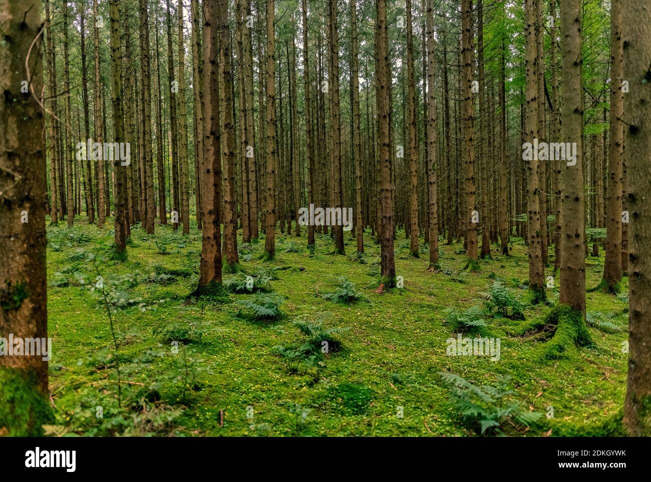 Full of green trees hi-res stock photography and images - Alamy