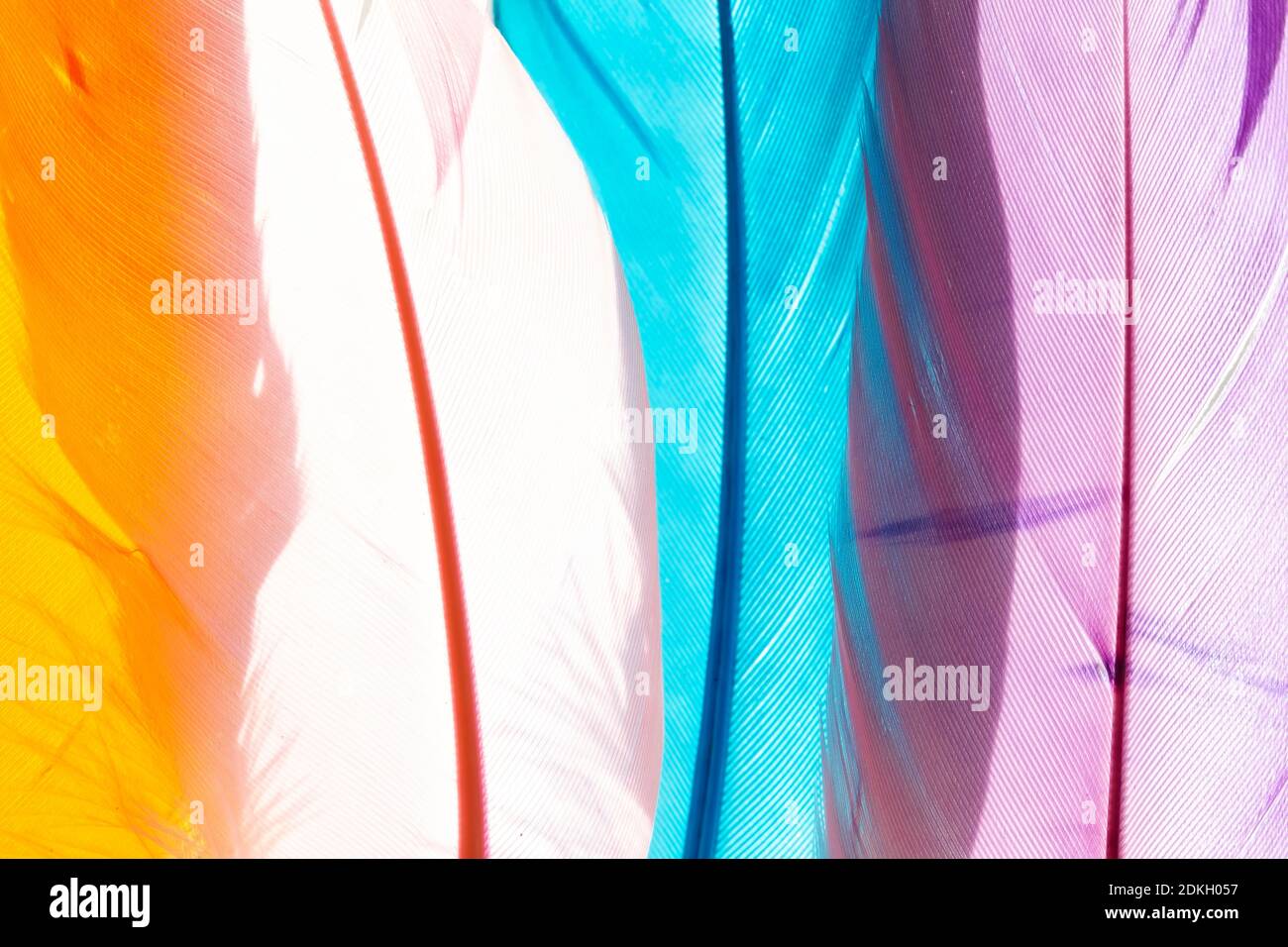 Colorful feathers texture close up Stock Photo - Alamy