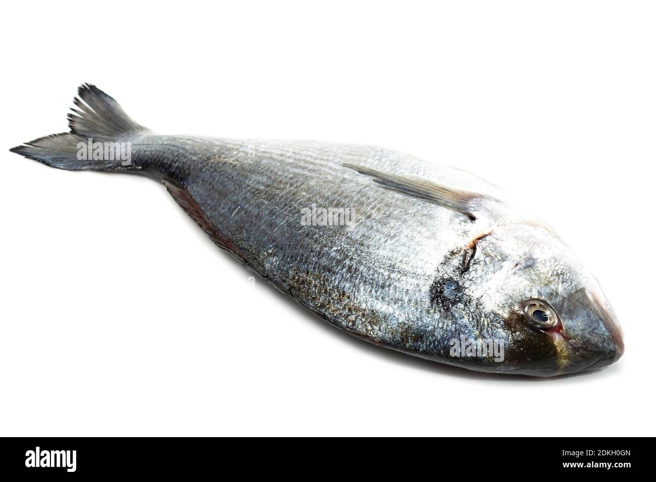 Dorade fish on white background Stock Photo - Alamy