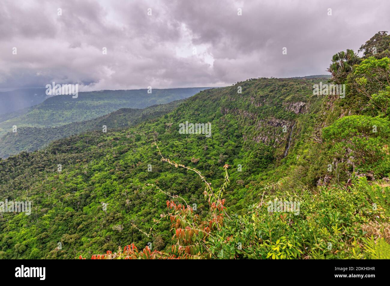 Foggy view over the green rainforest of mauritius Stock Photo - Alamy