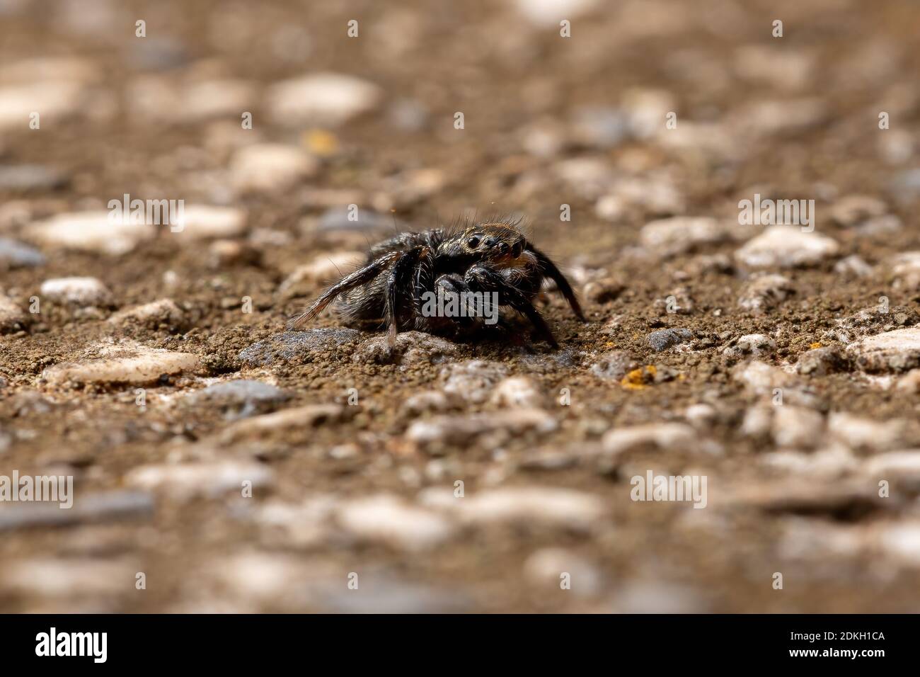 Jumping spider of the genus Genus Corythalia on a concrete surface ...