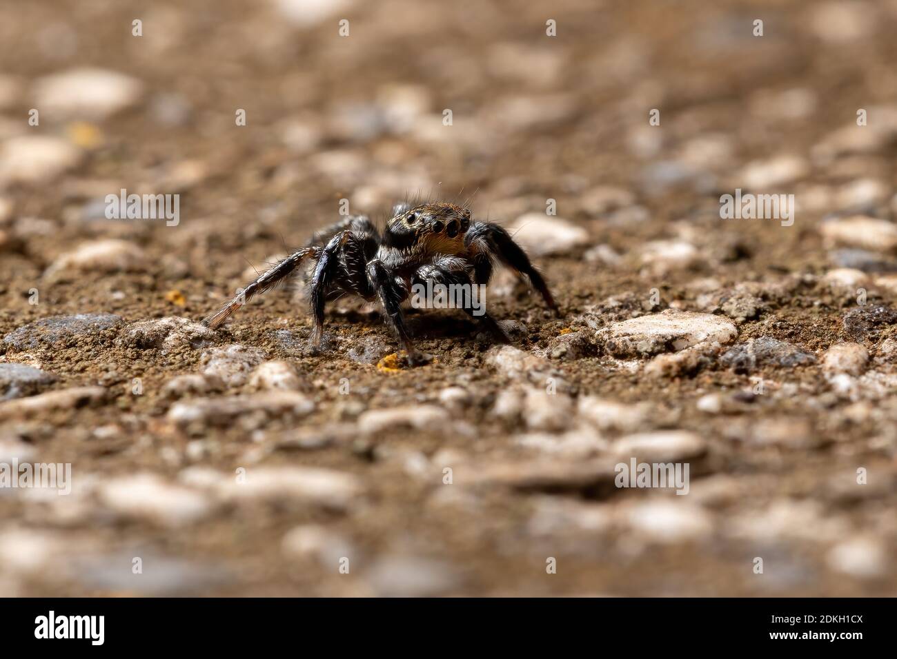 Jumping spider of the genus Genus Corythalia on a concrete surface ...