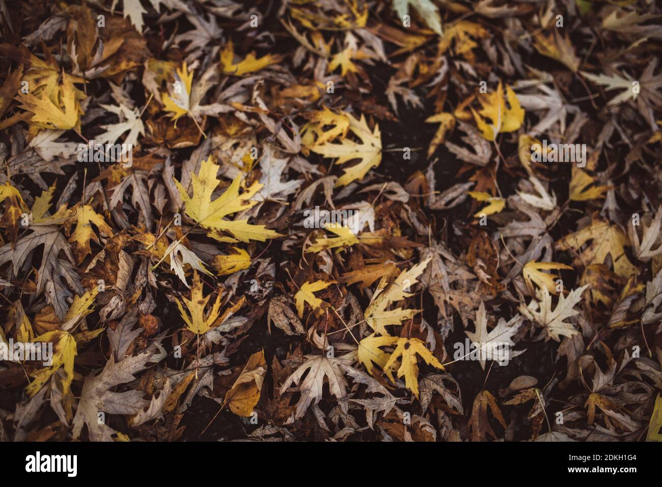 Silver maple leaves hi-res stock photography and images - Alamy