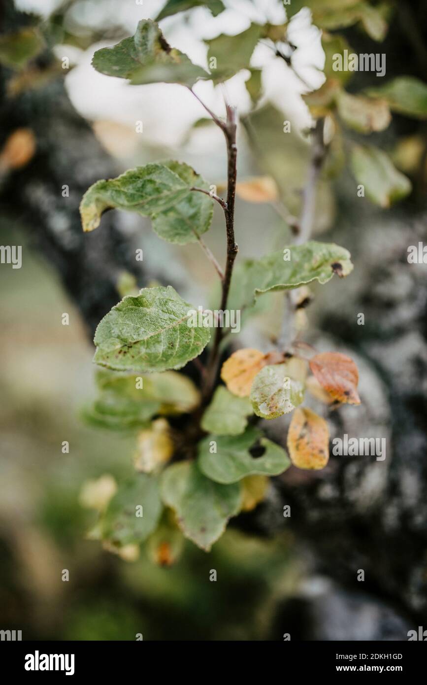 Branch of an apple tree, pruning of an apple tree in autumn Stock Photo ...