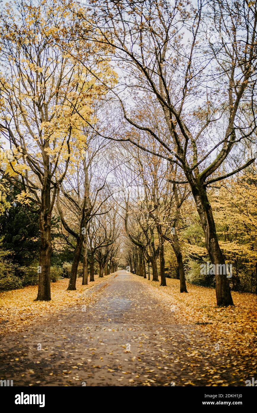 Silver maple trees hi-res stock photography and images - Alamy
