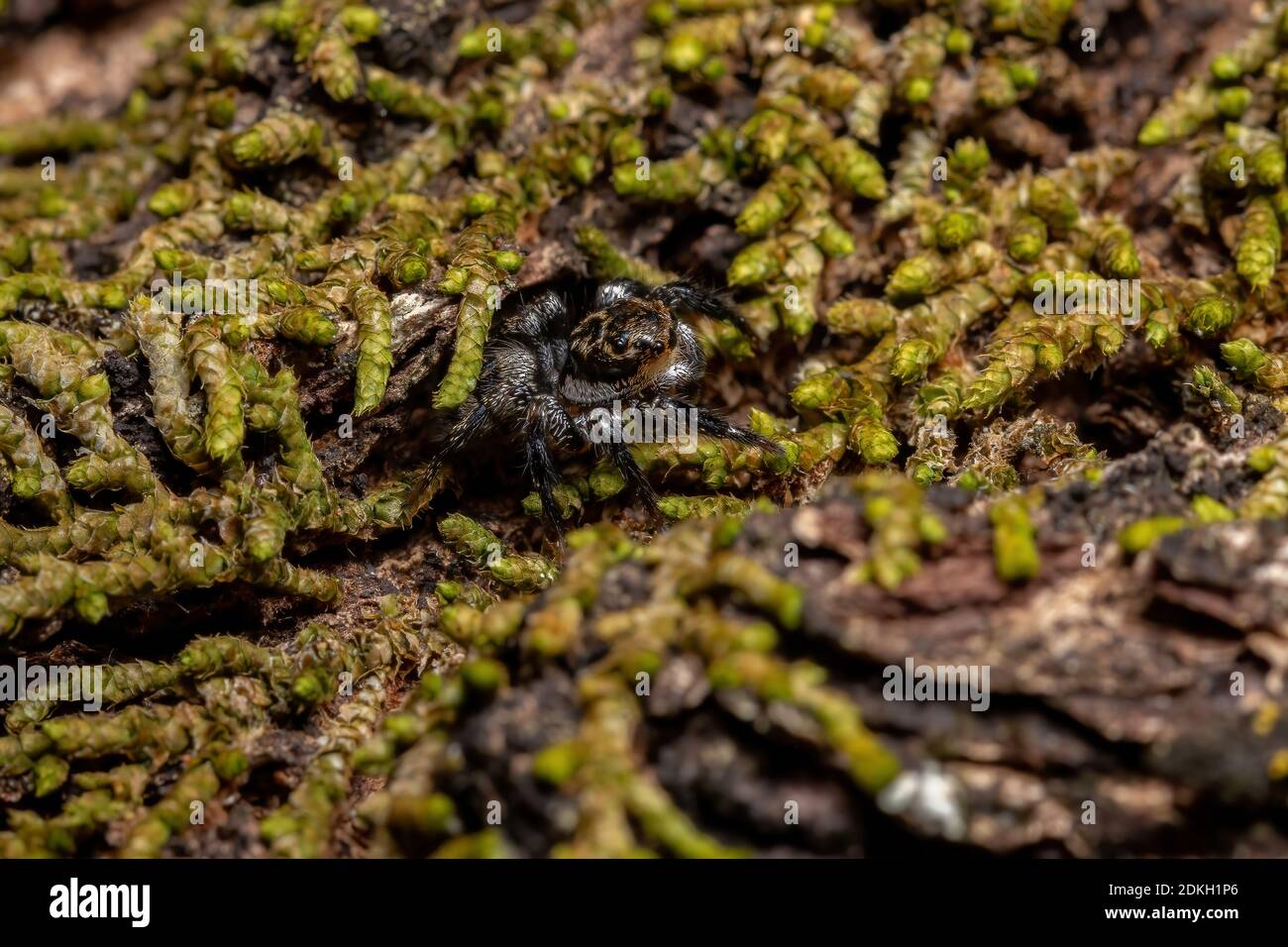 Adult male jumping spider of the genus Corythalia on a trunk filled ...