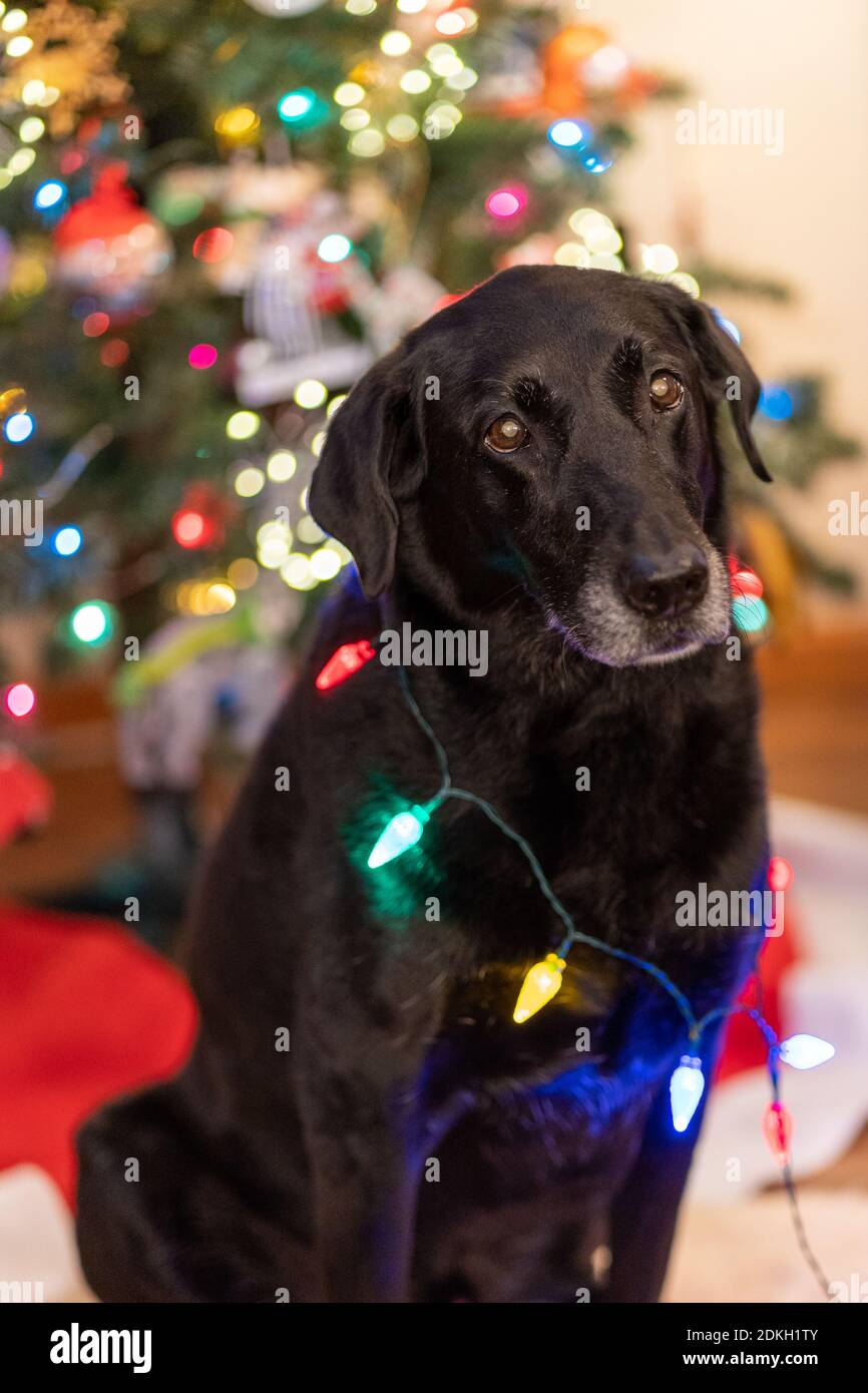Black labrador retriever dog poses with colorful Christmas lights while ...