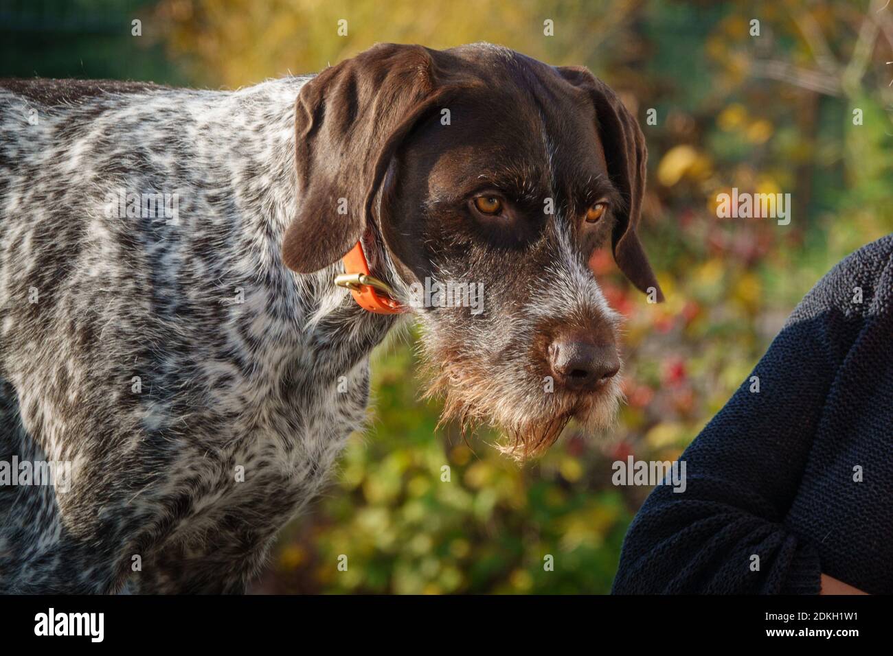 a portrait of a German Drahthaar hunting dog Stock Photo - Alamy