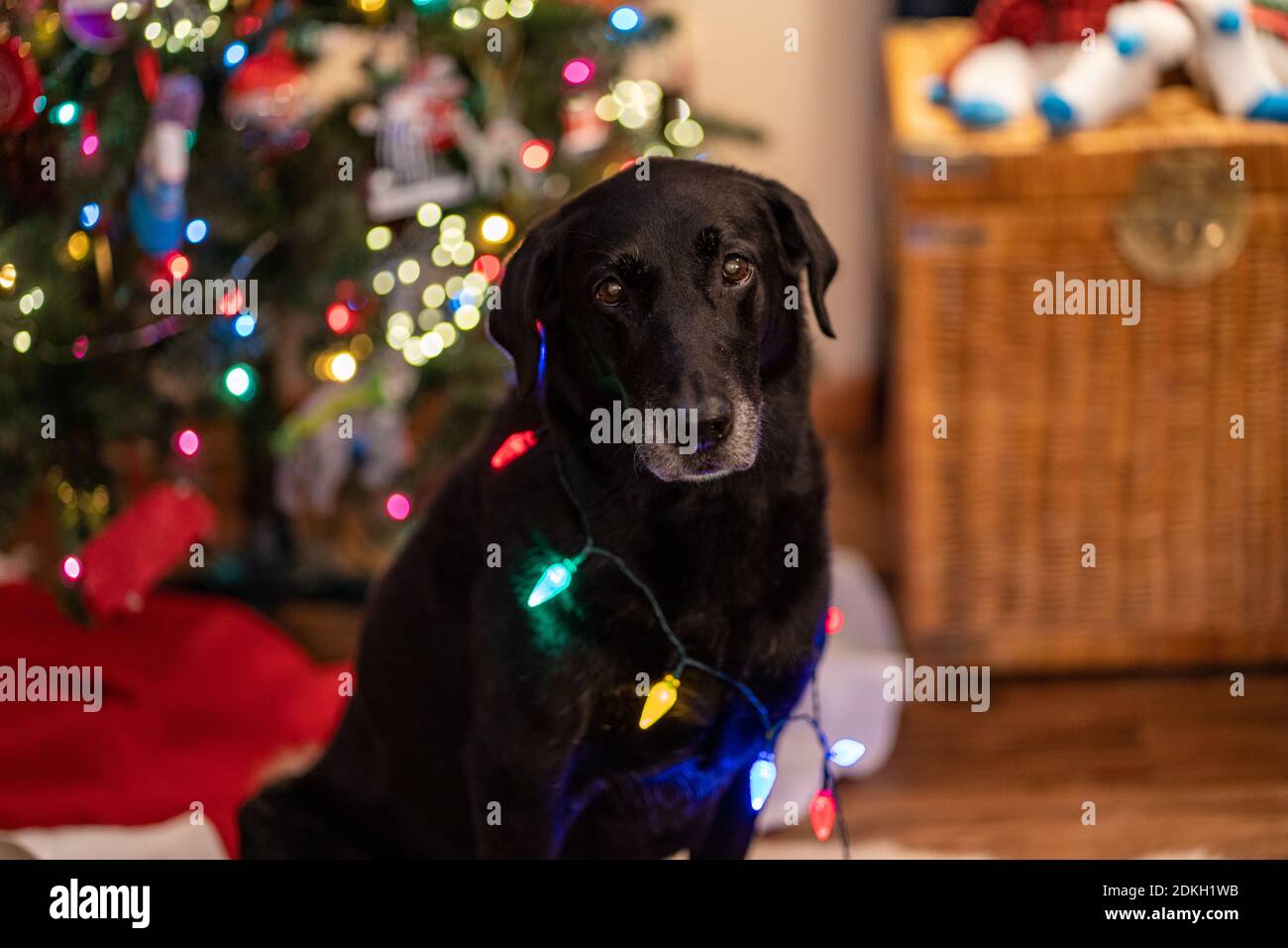 Black labrador retriever dog poses with colorful Christmas lights while ...