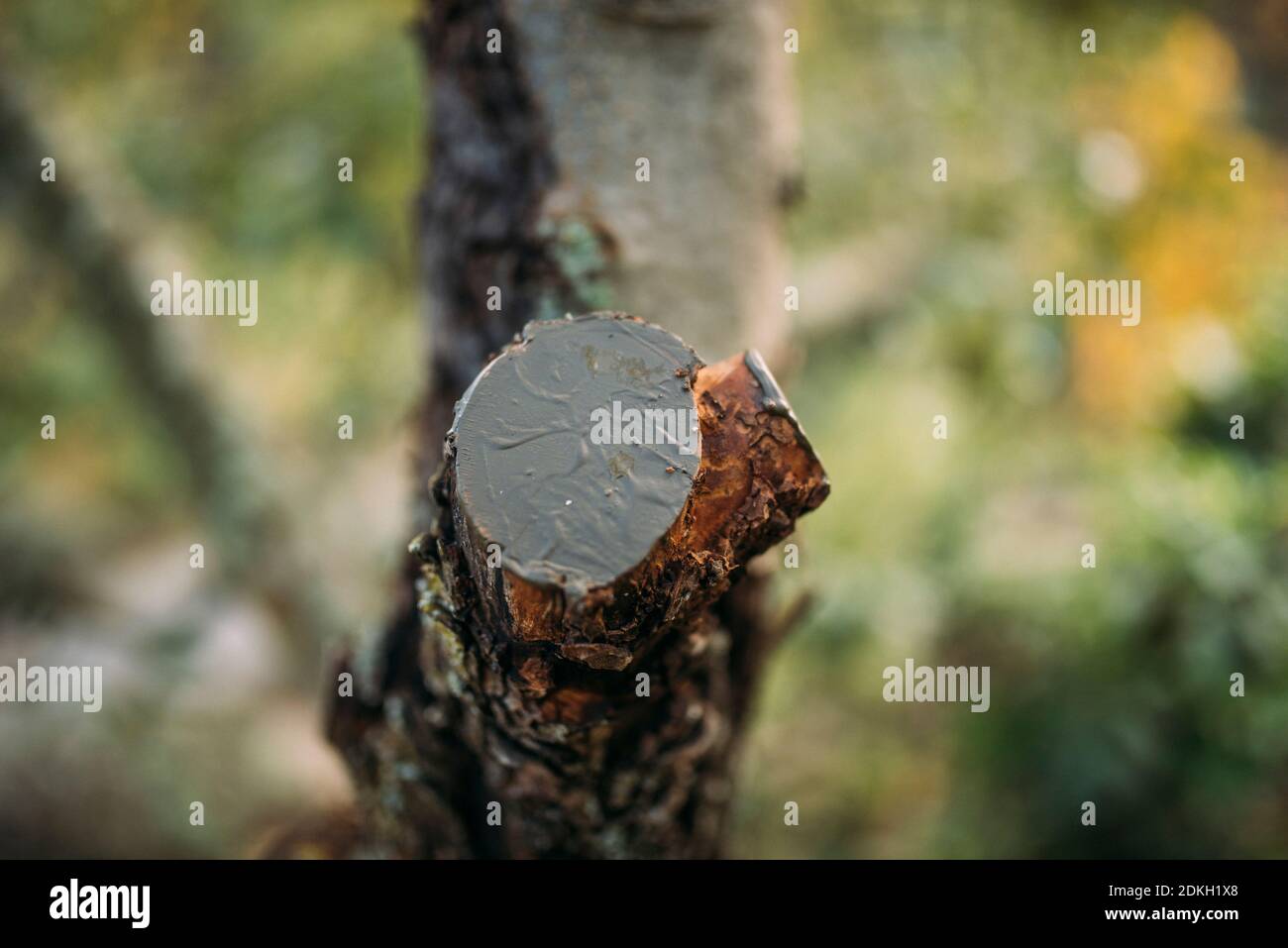 Interface of a tree treated with wound closure, pruning of an apple ...
