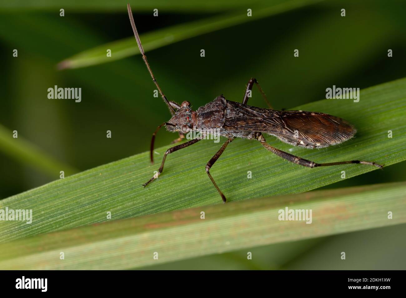 Adult Broad-headed Bug of the Subfamily Alydinae Stock Photo - Alamy