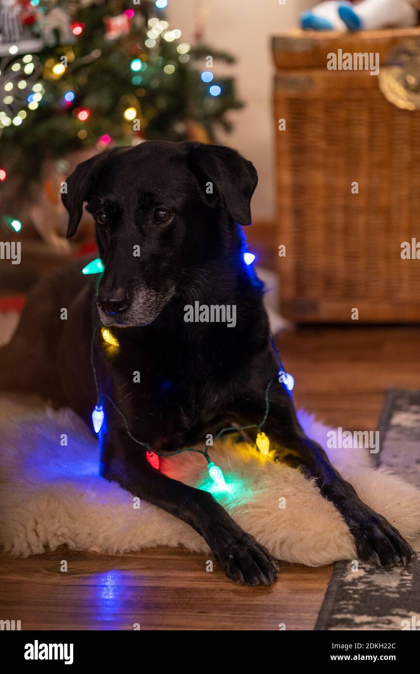 Black labrador retriever dog poses with colorful Christmas lights while ...