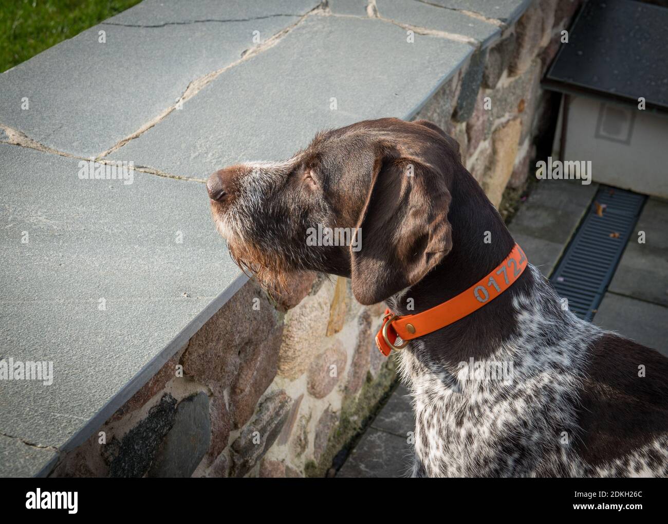 a portrait of a German Drahthaar hunting dog Stock Photo - Alamy