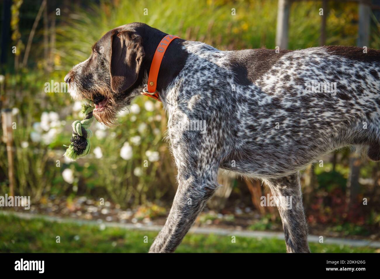 a portrait of a German Drahthaar hunting dog Stock Photo - Alamy