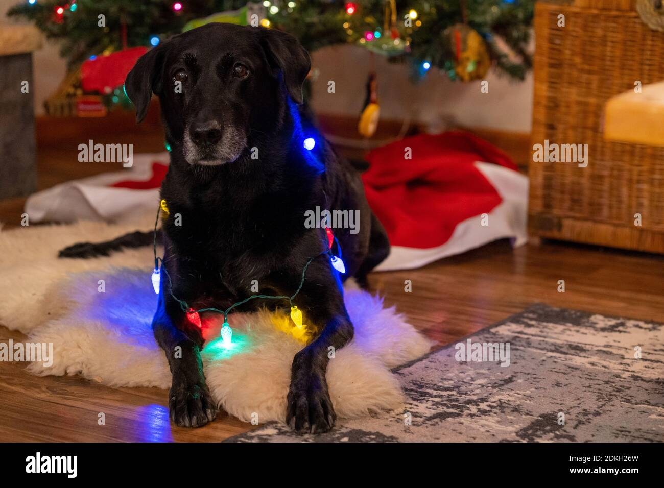 Black labrador retriever dog poses with colorful Christmas lights while ...
