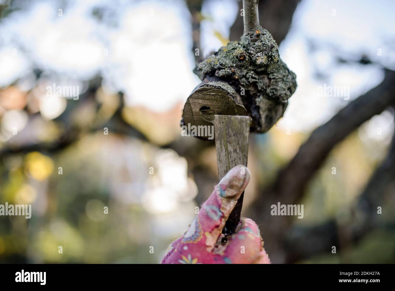 Interfaces are filled with wound closure. Tree pruning of an apple tree ...