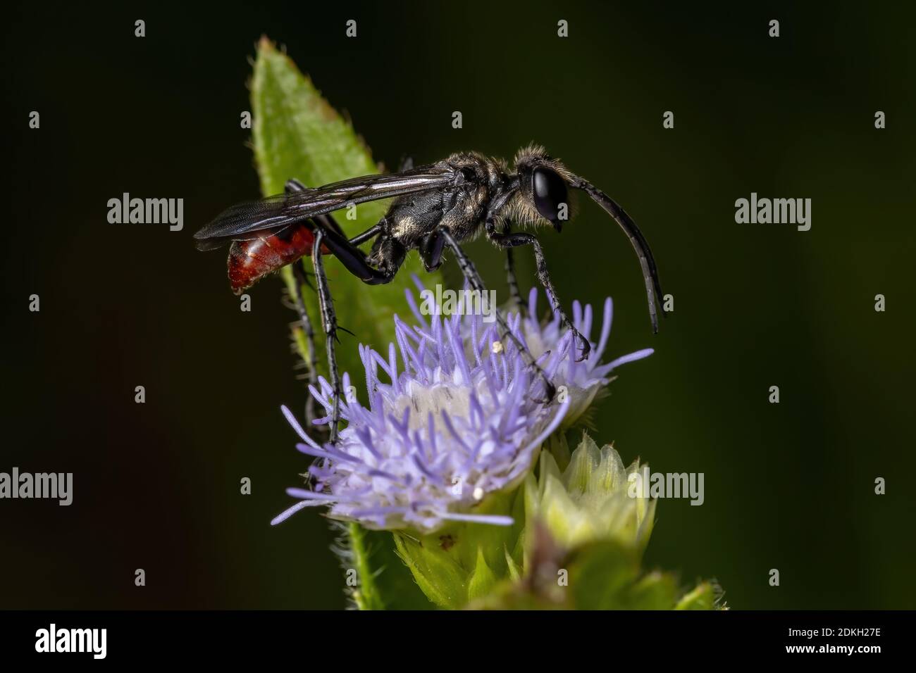 Male Adult Thread-waisted Wasp of the Genus Prionyx Stock Photo - Alamy