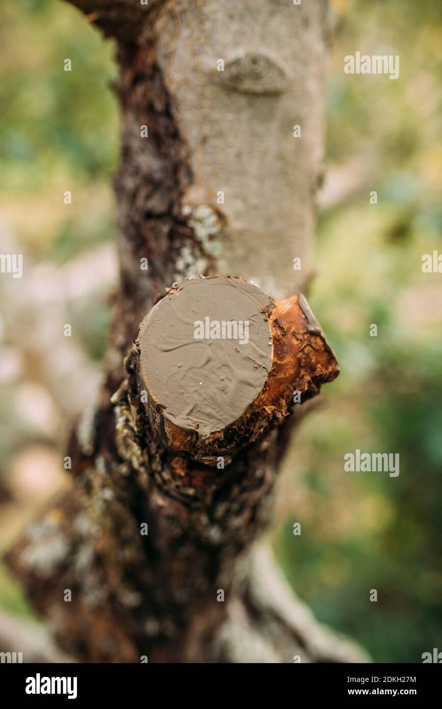 Tree Wound High Resolution Stock Photography and Images - Alamy