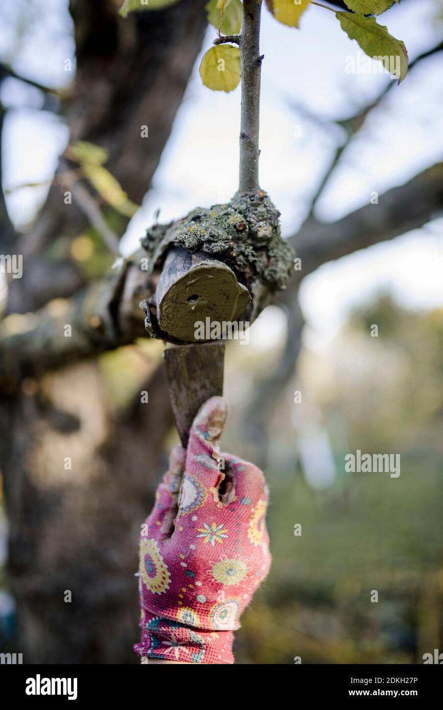 Interfaces are filled with wound closure. Tree pruning of an apple tree ...