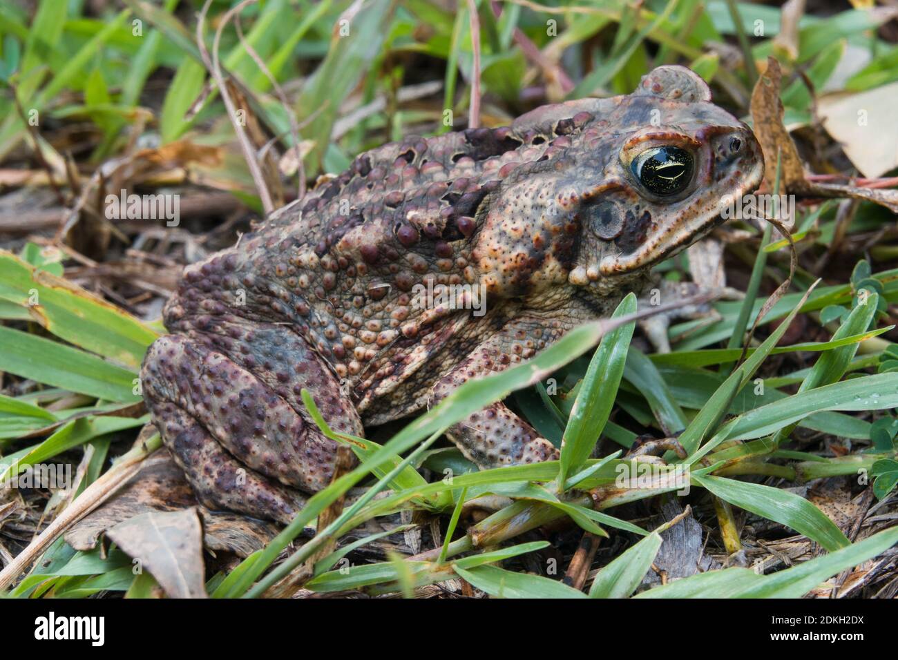 Cane Toad (Rhinella marina) sitting in grass. Photographed in garden at ...