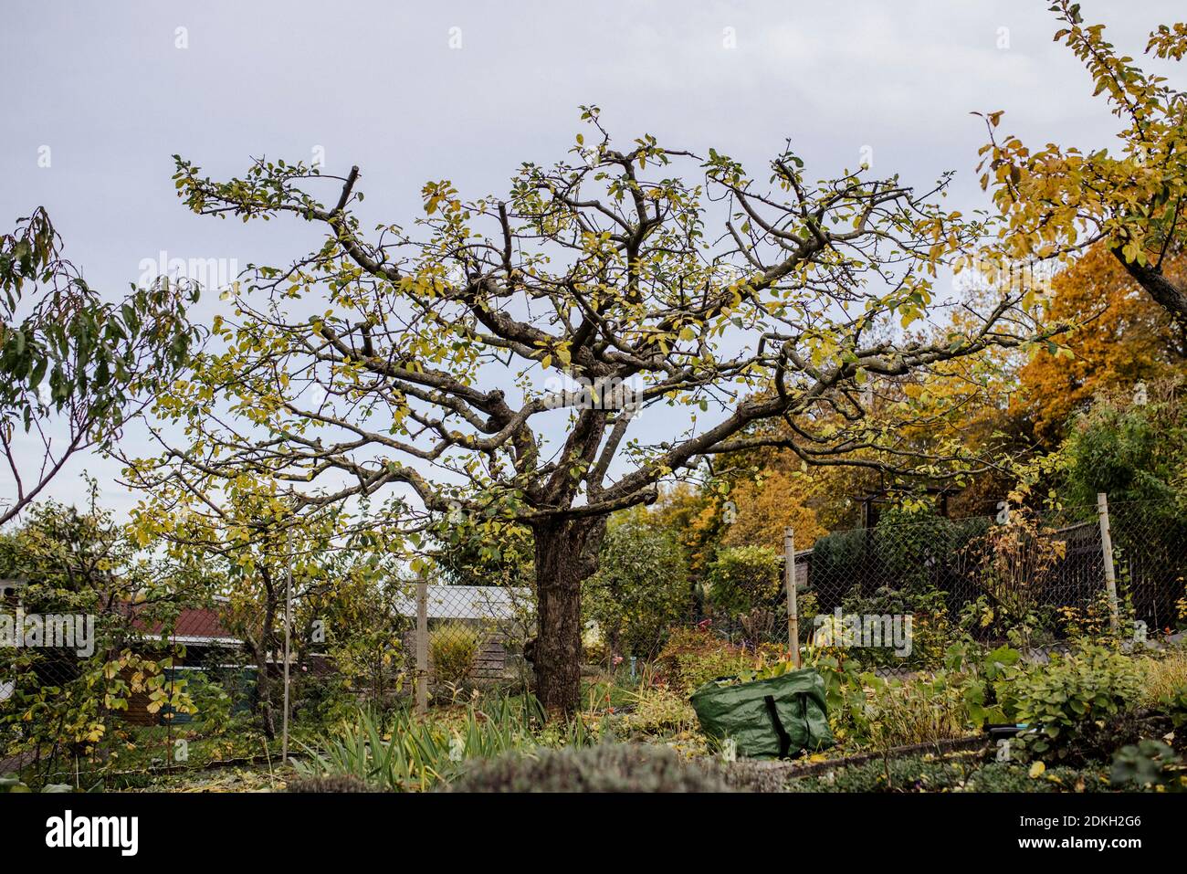 Pruned apple tree hi-res stock photography and images - Alamy