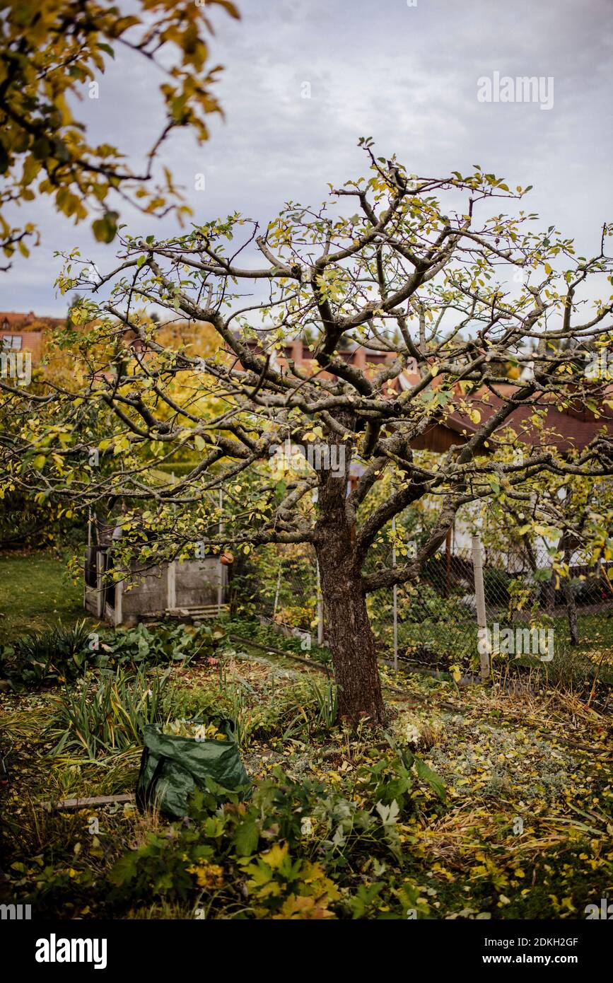 Pruned apple tree hi-res stock photography and images - Alamy