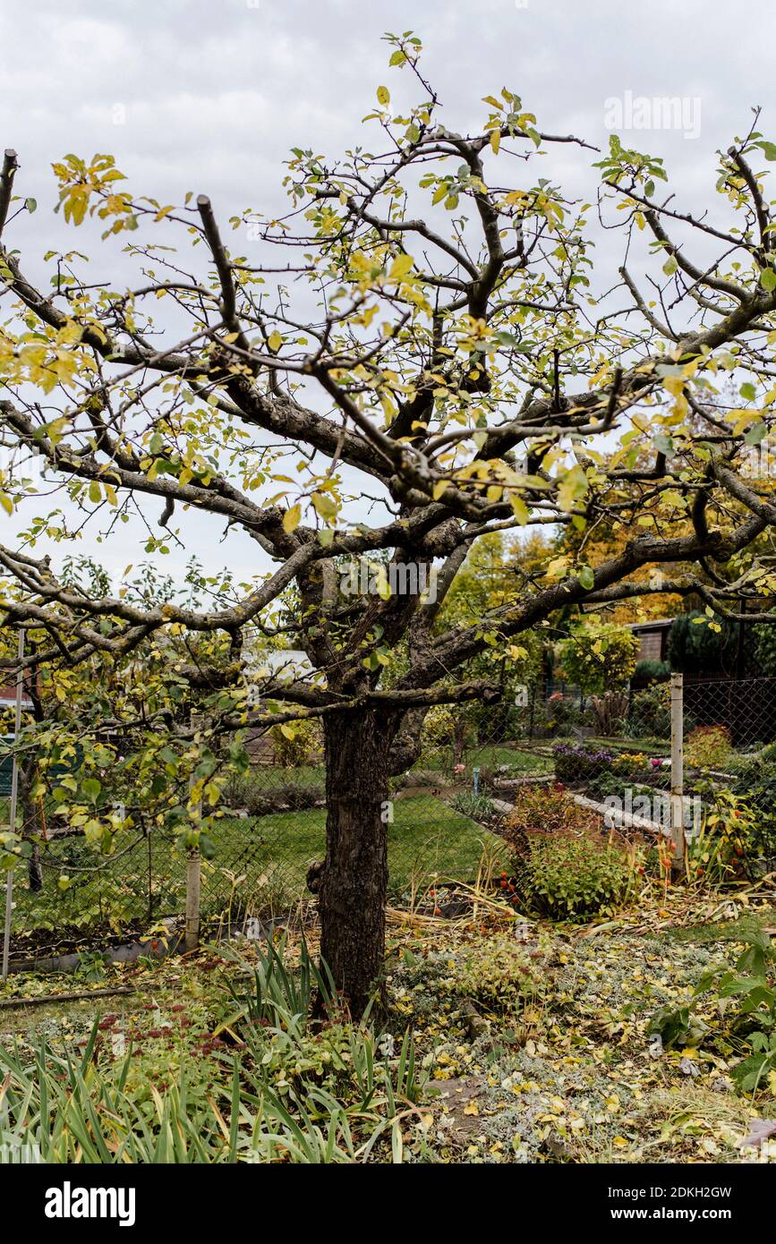 Pruned apple tree hi-res stock photography and images - Alamy