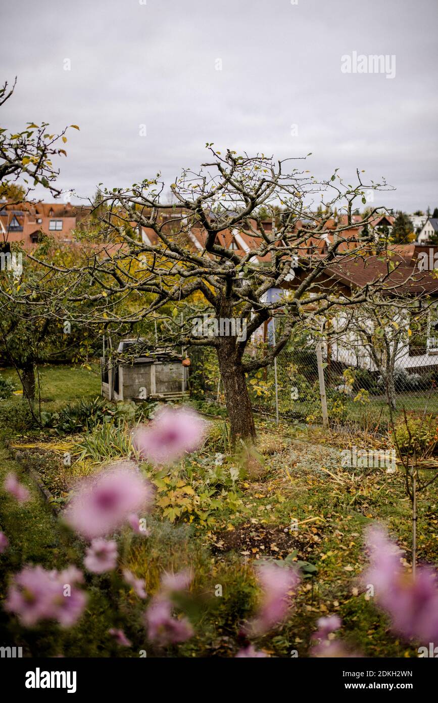 Pruned apple tree hi-res stock photography and images - Alamy