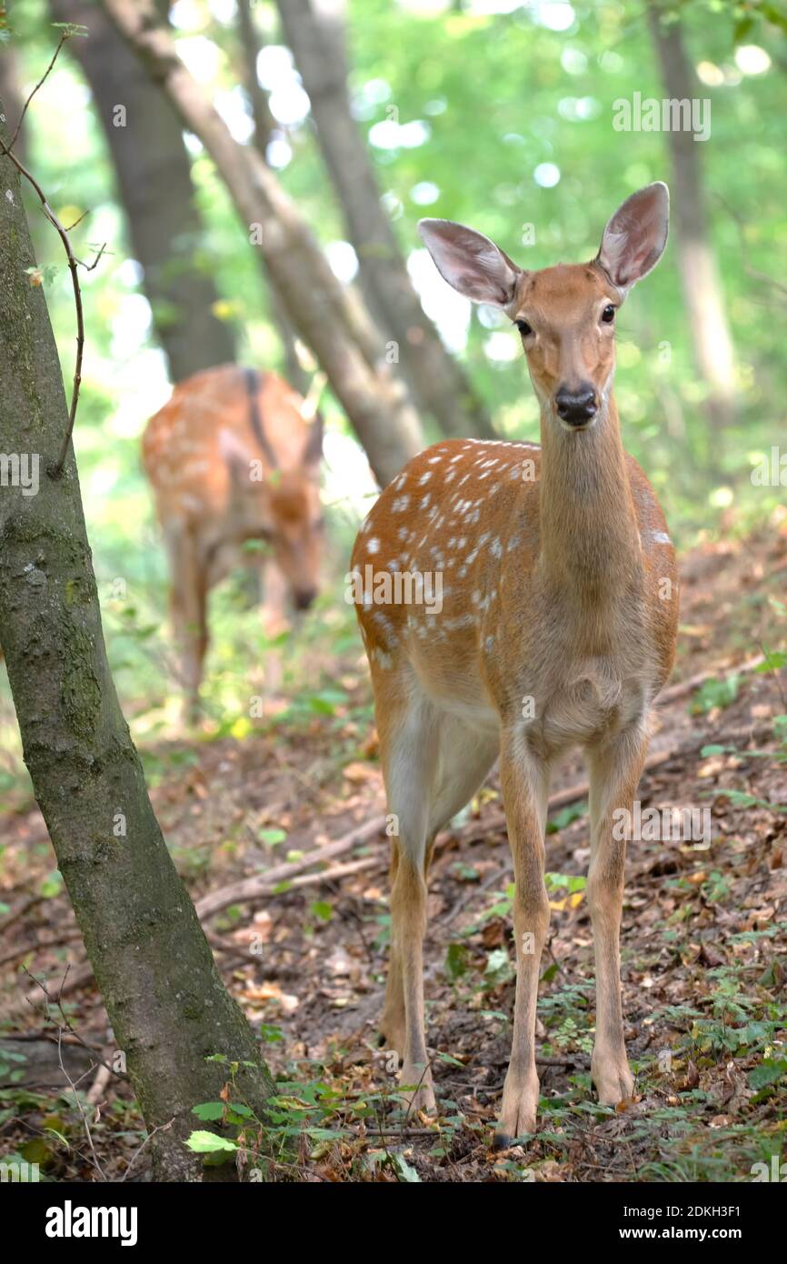 Three surprised deer, family in the woods Stock Photo - Alamy