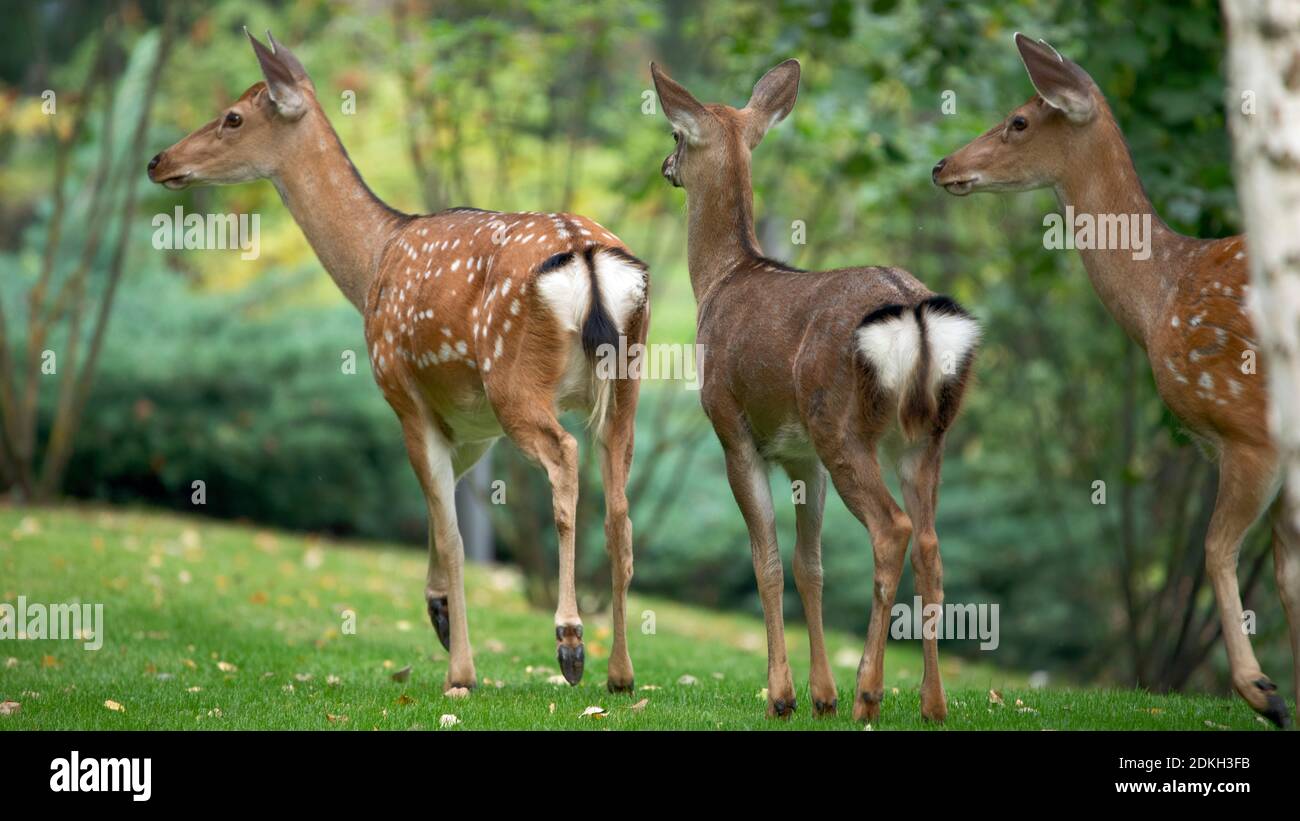 Three surprised deer, family in the woods Stock Photo - Alamy