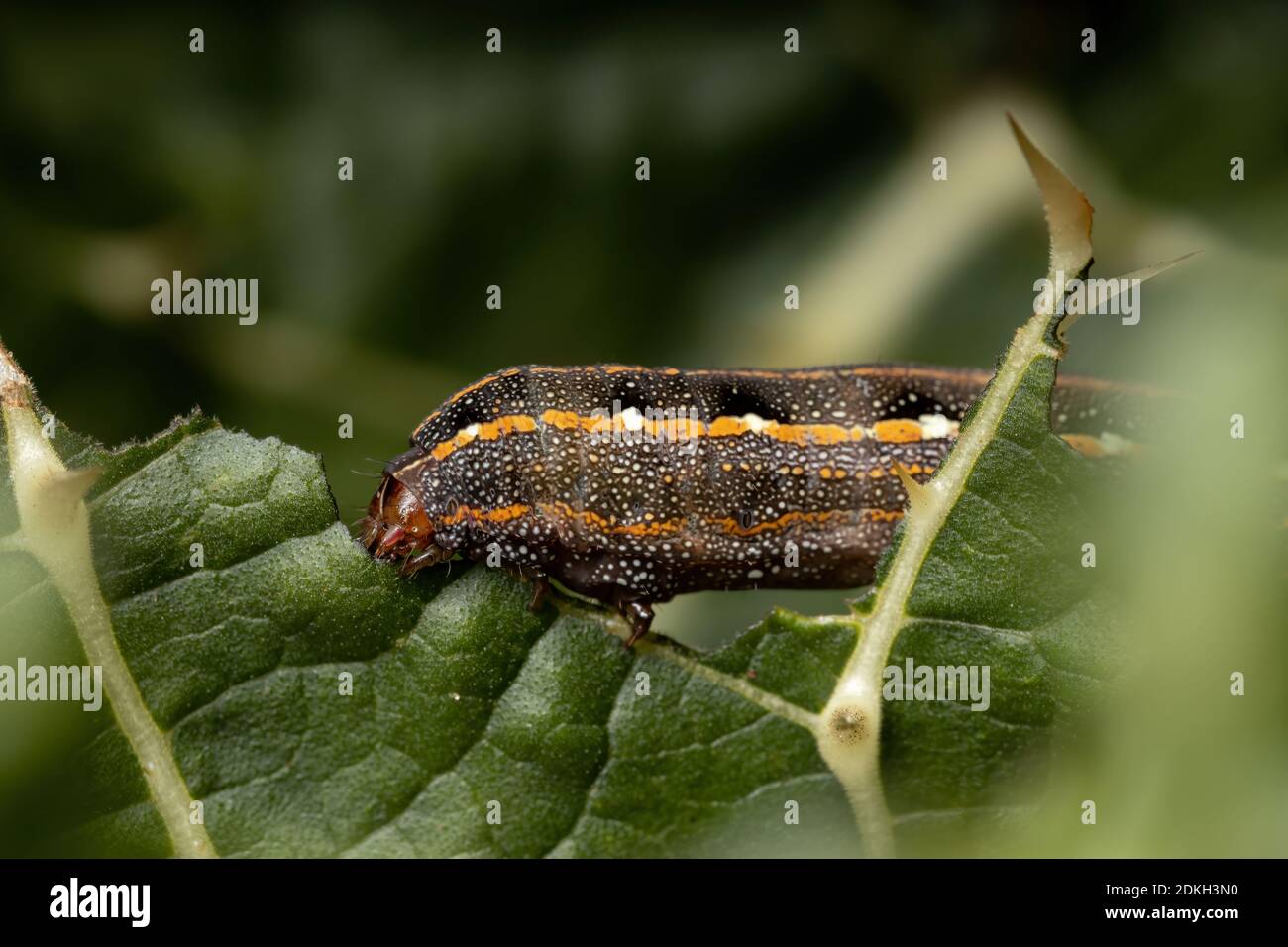 Caterpillar of the species Spodoptera cosmioides eating a leaf from a ...