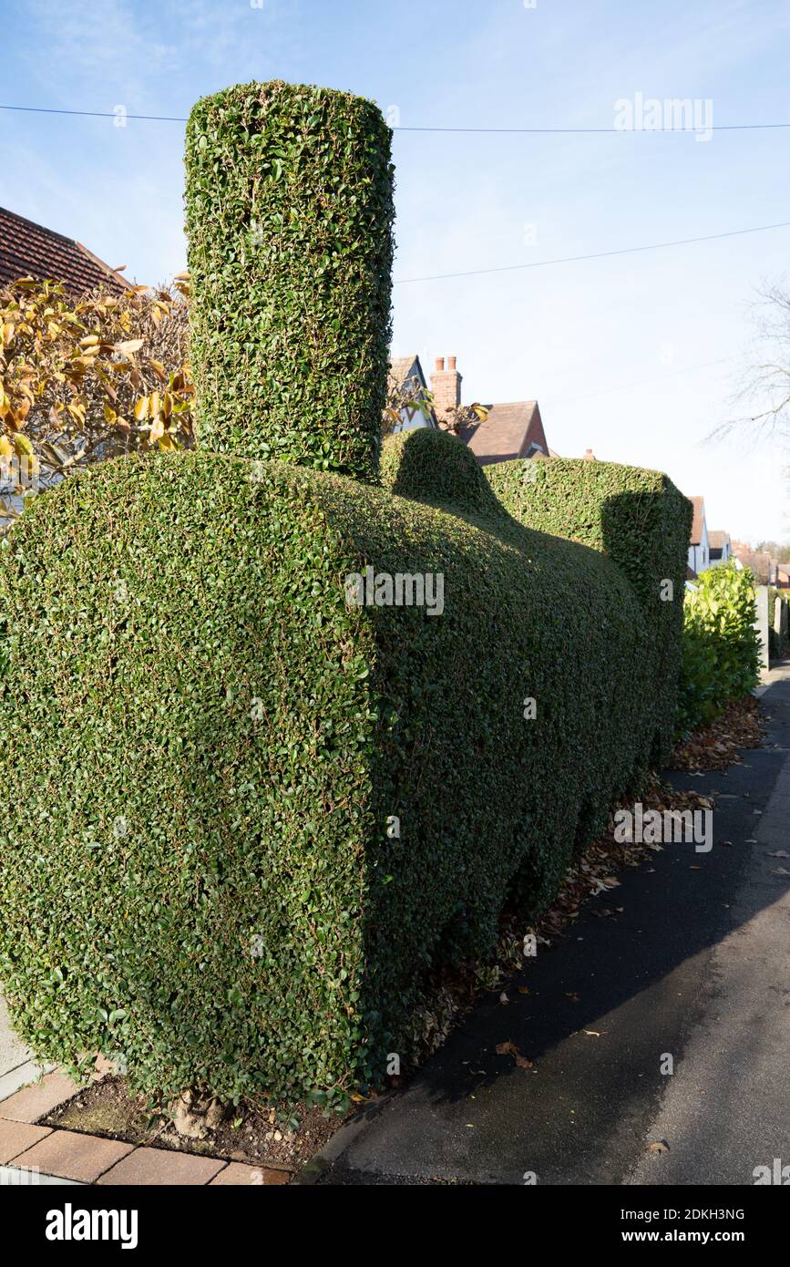Privet hedge topiary hi-res stock photography and images - Alamy